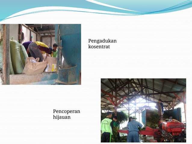 MANAJEMEN_PEMELIHARAAN_SAPI_POTONG_DI_BP.pptx