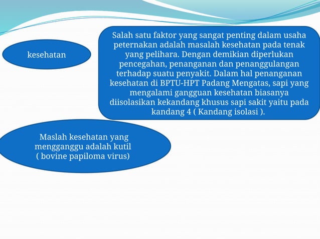 MANAJEMEN_PEMELIHARAAN_SAPI_POTONG_DI_BP.pptx