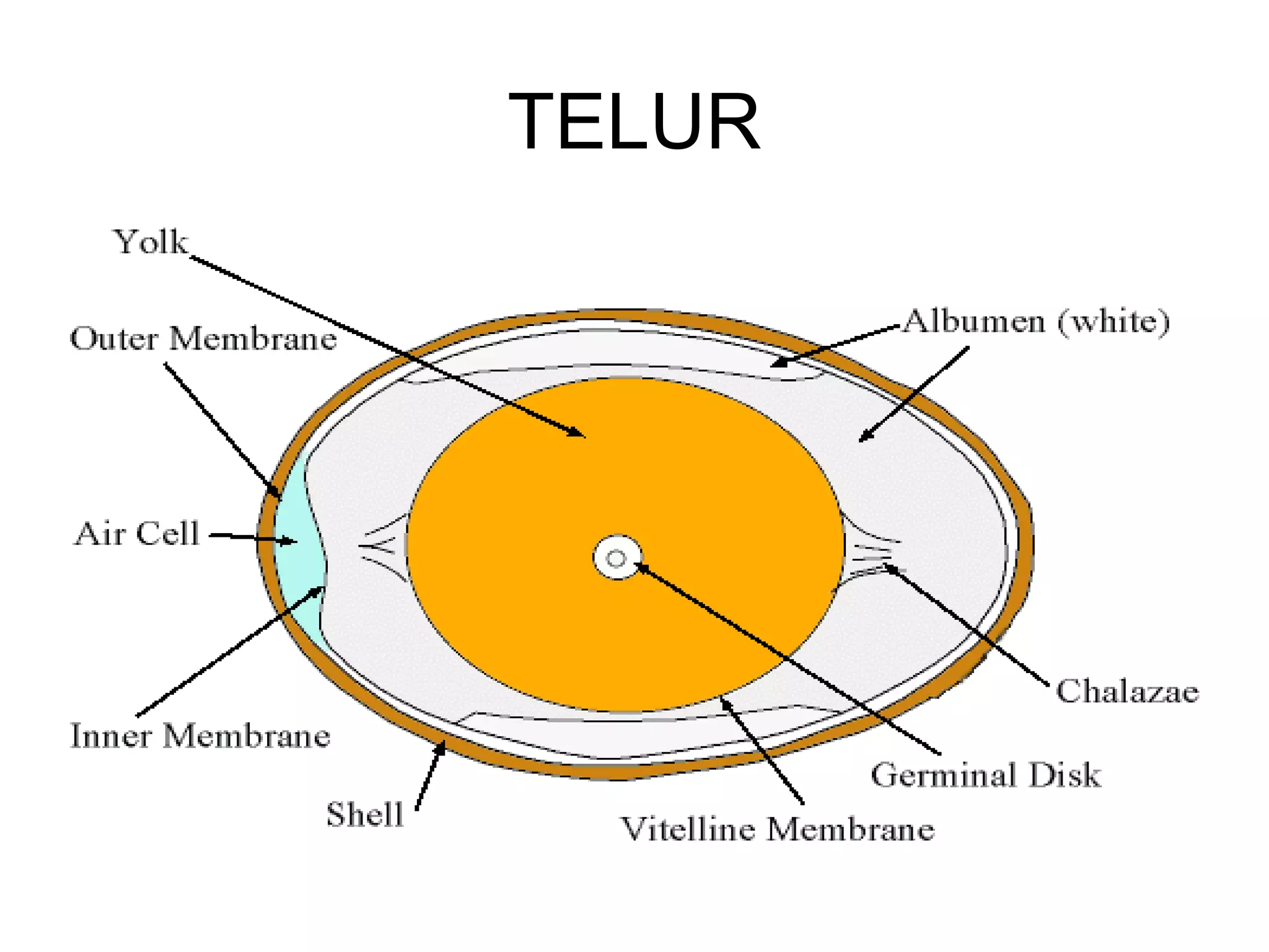 Manajemen penetasan telur | PPT