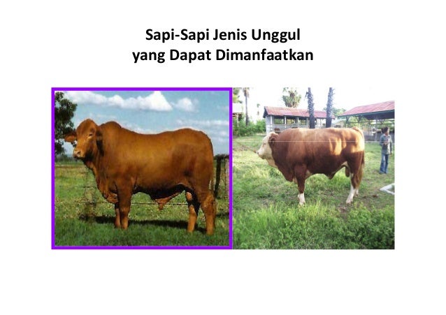 Manajemen usaha ternak Di NTT