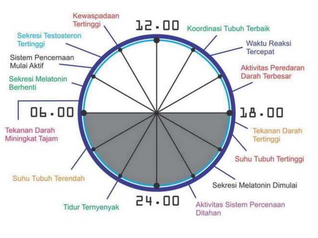 Manajemen waktu biologis tubuh manusia_19_Desember_2021.pptx