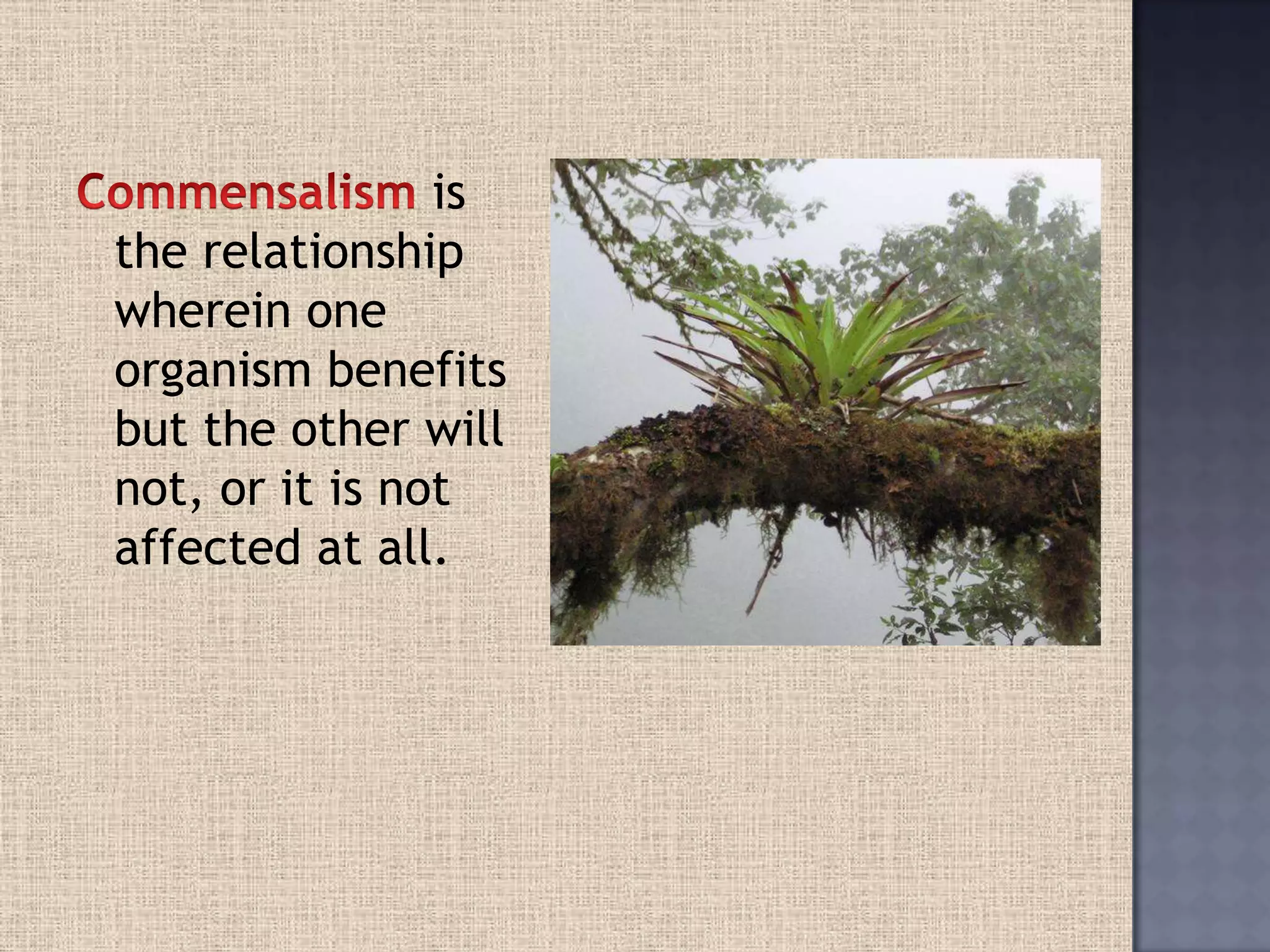 Man and his Environment | PPTX