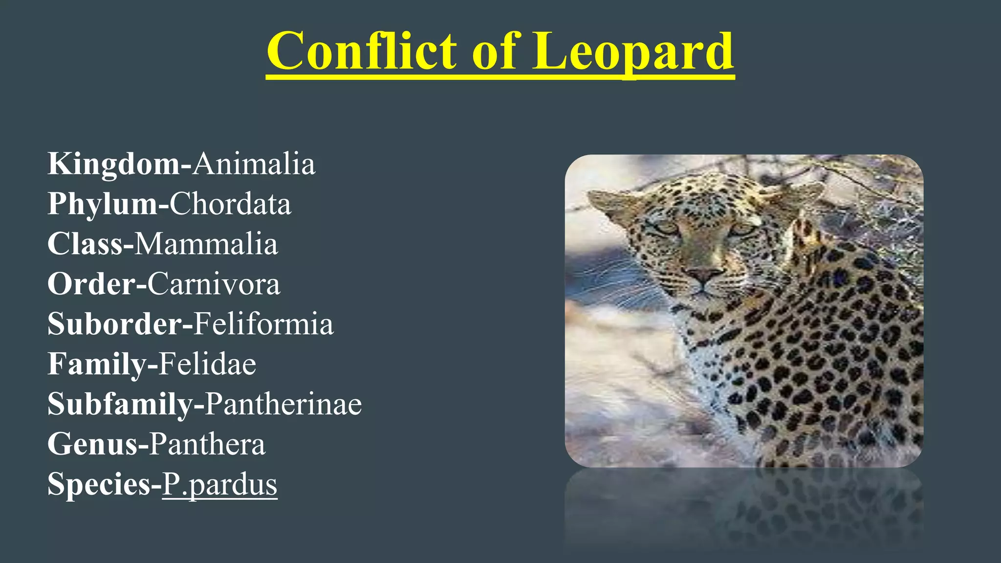 man animal conflict.pptx