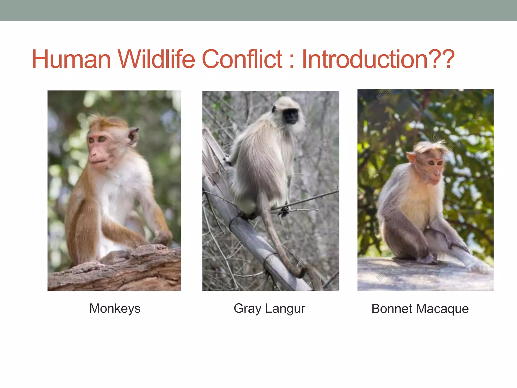 Man animal conflict management in Anamalai Tiger Reserve avichal | PPTX