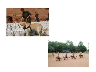 Man animal relationship | PPTX