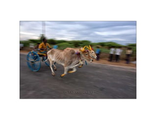 Man animal relationship | PPTX