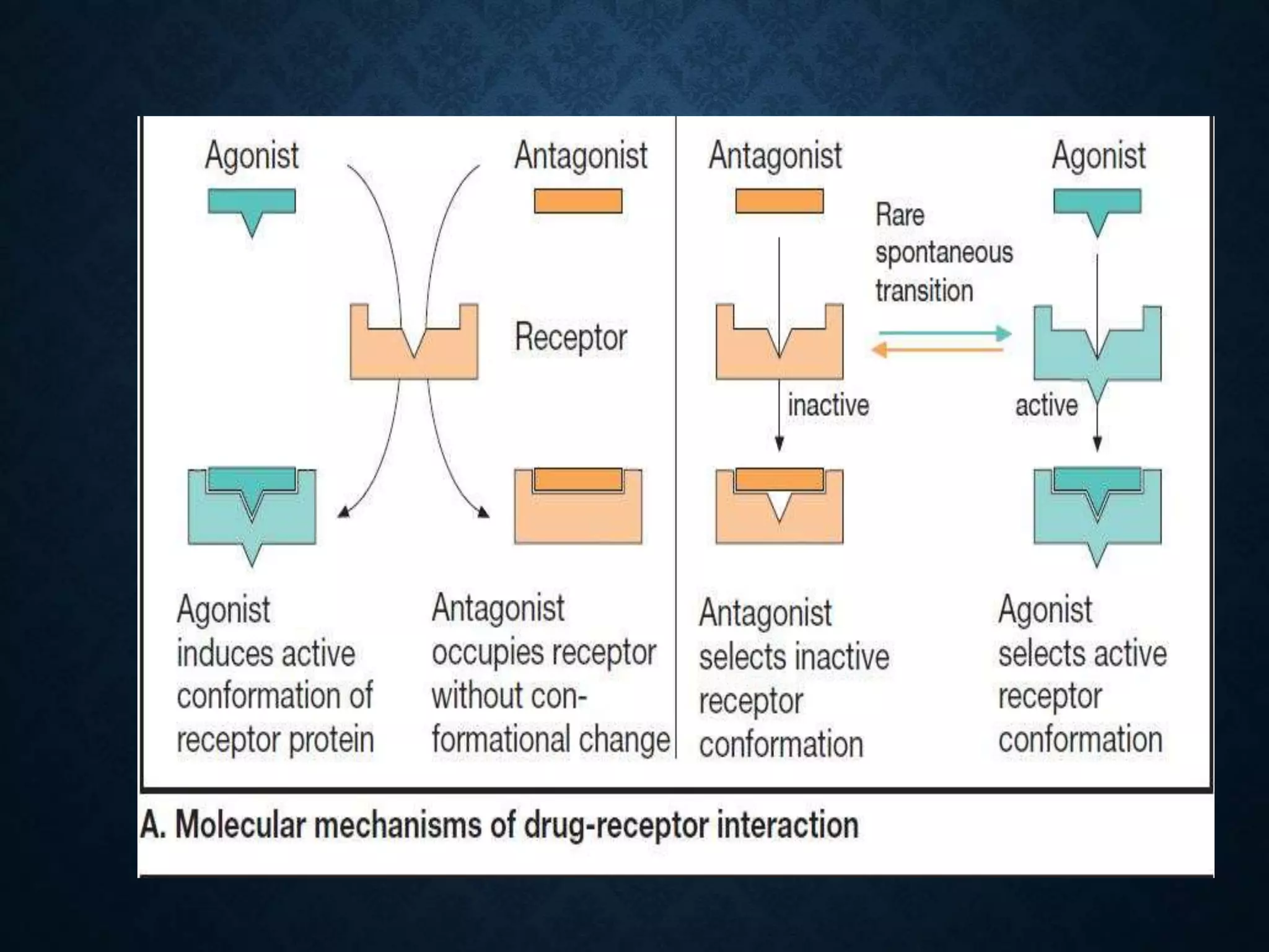MECHANISM OF ACTION OF DRUGS | PPTX