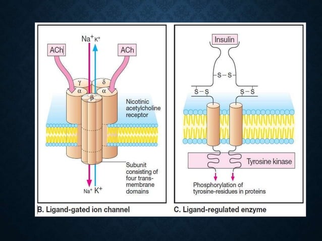 MECHANISM OF ACTION OF DRUGS | PPTX | Chemistry | Science