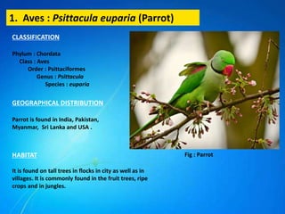 Aves and Replites ... Science Biology..... | PPT