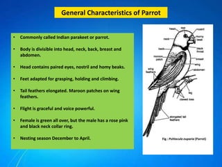 Aves and Replites ... Science Biology..... | PPT