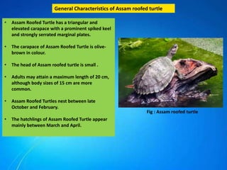 Aves and Replites ... Science Biology..... | PPT