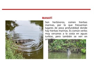 importancia del Manatí y su ecosistema.pptx