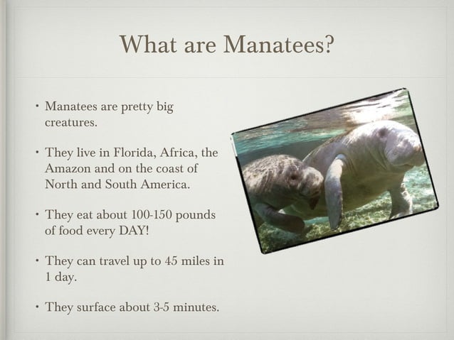 Manatee | PPT