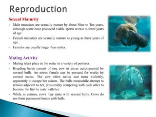 Manatee by syekat | PPTX