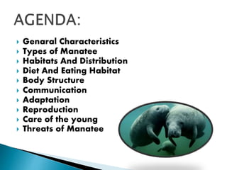 Manatee by syekat | PPTX