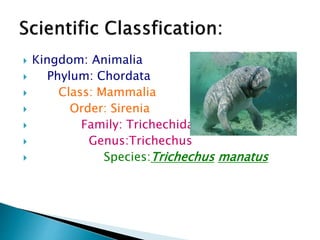 Manatee by syekat | PPTX