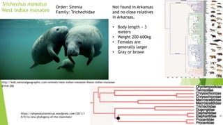 Manatee communication methods | PPT