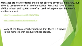 Manatee communication methods | PPT