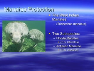 Manatee Powerpoint | PPT