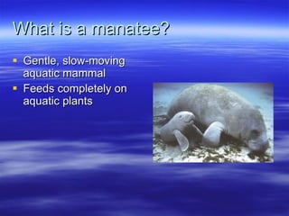 Manatee Powerpoint | PPT