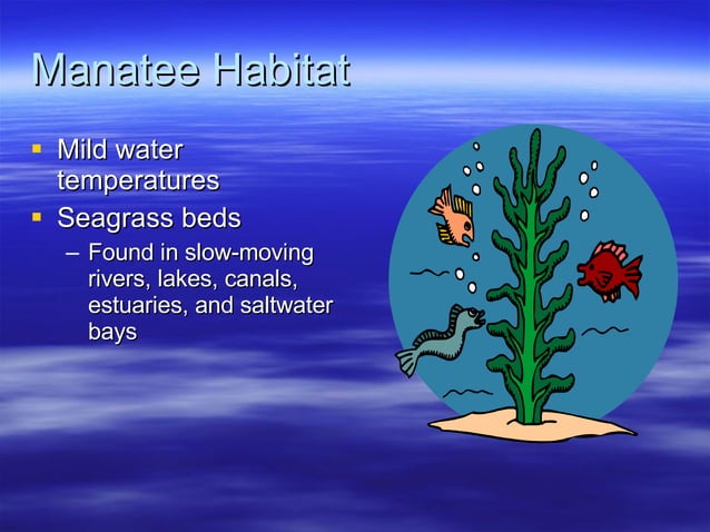 Manatee Powerpoint | PPT | Zoos & Aquariums | Attractions