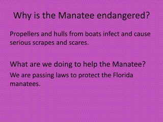 Manatees 1 | PPTX