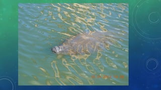 Manatee views | PPT