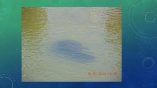 Manatee views | PPT