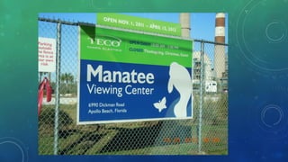 Manatee views | PPT