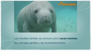 Manatí | PDF