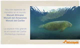 Manatí | PDF