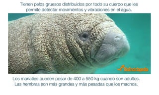 Manatí | PDF