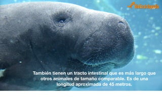 Manatí | PDF