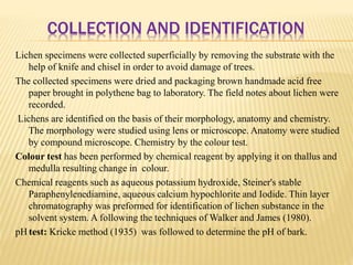 LICHENS | PPTX