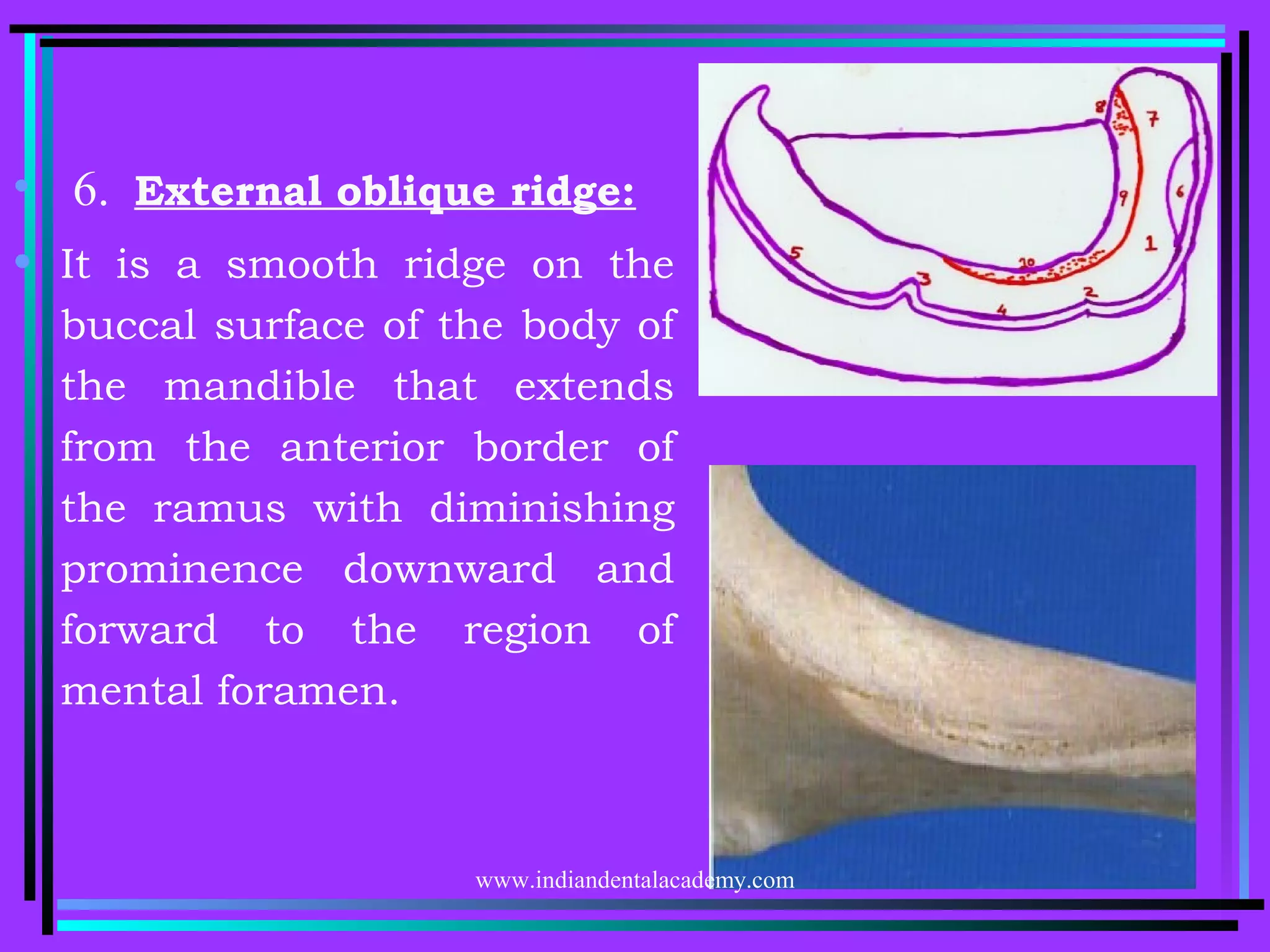 Mandibular edentulous foundation / /certified fixed orthodontic courses by Indian dental academy ...