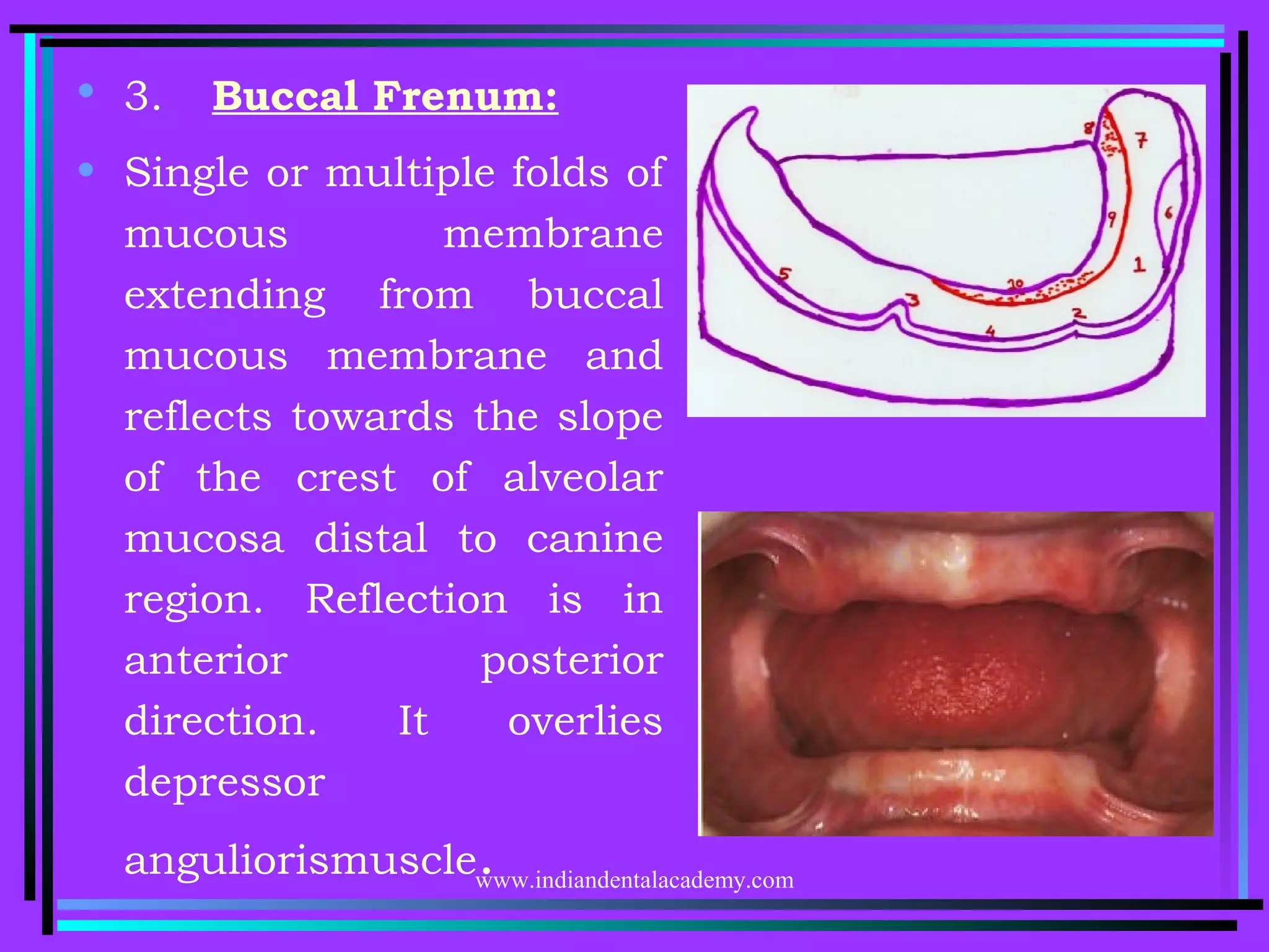Mandibular edentulous foundation/ dental education in india | PPT
