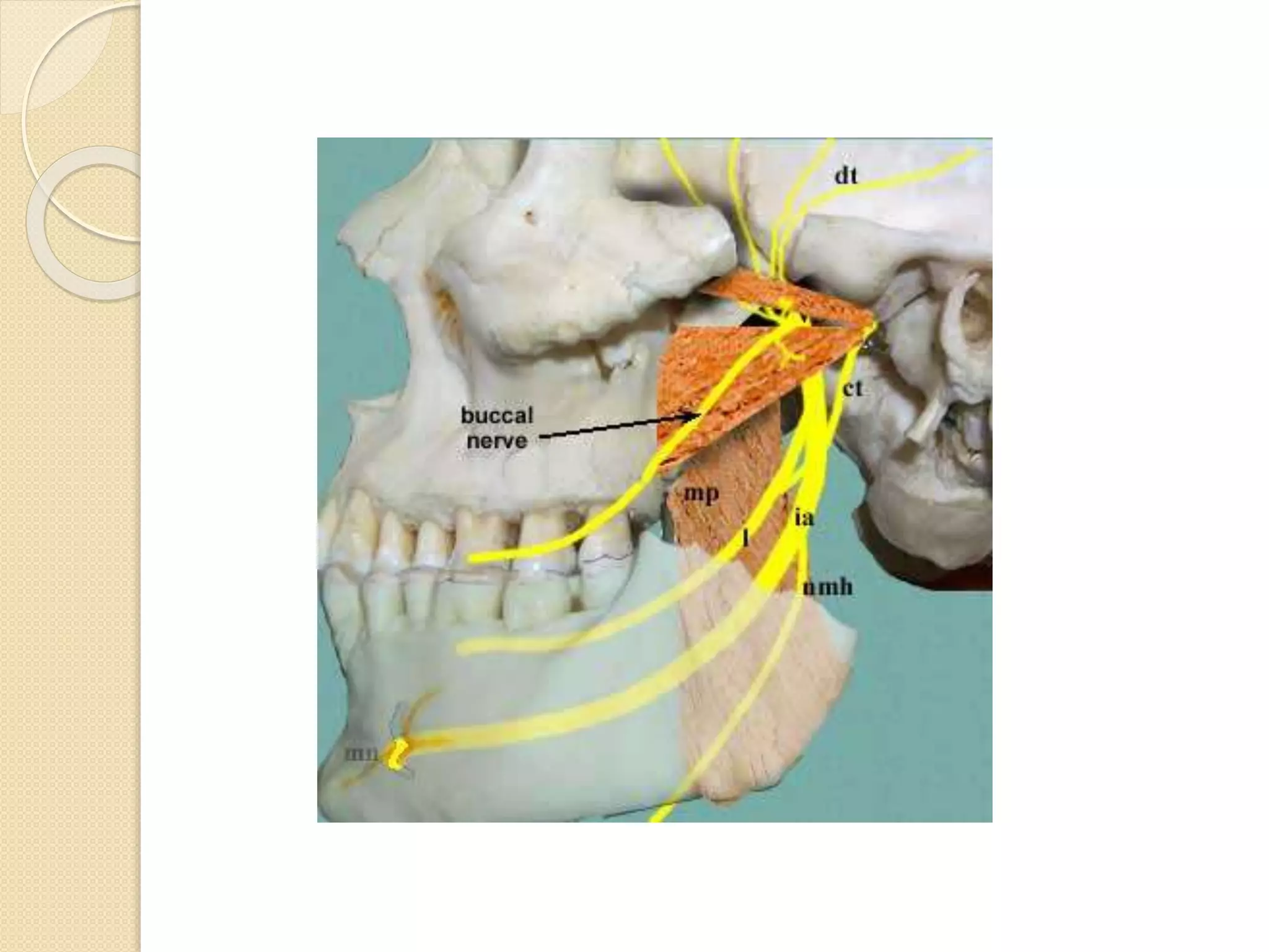 Mandibular nerve | PPTX | Dental Health | Diseases and Conditions