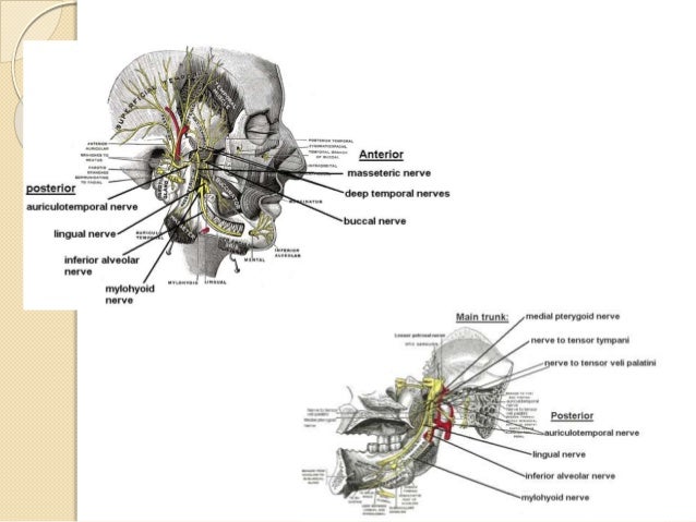 Applied Anatomy Of Mandibular Nerve