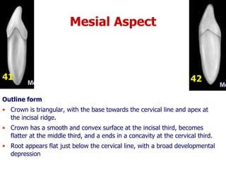 MANDIBULAR CENTRAL INCISOR AND LATERAL INCISORS.ppt
