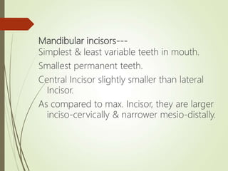 Mand. Central Incisor.ppt