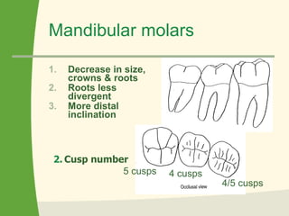 Mand. molars | PPT