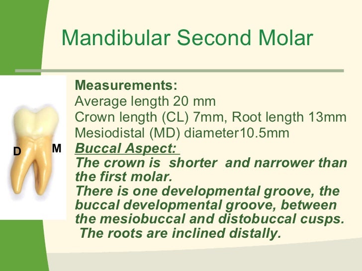 Mand. molars