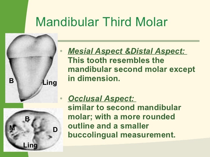 Mand. molars