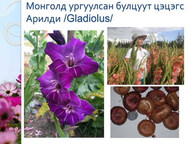 Мандлын цэцэг үрээр тарих арга