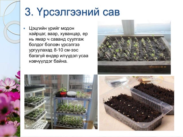 Мандлын цэцэг үрээр тарих арга