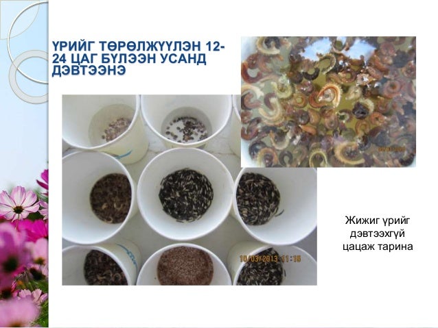 Мандлын цэцэг үрээр тарих арга