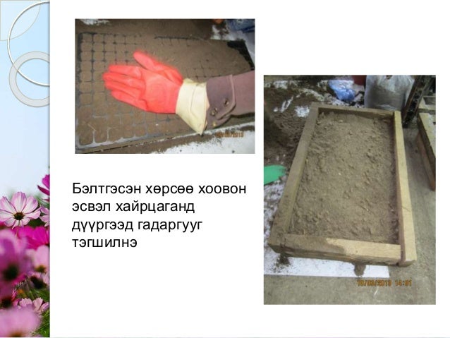 Мандлын цэцэг үрээр тарих арга