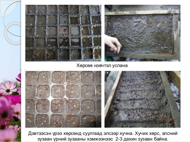 Мандлын цэцэг үрээр тарих арга