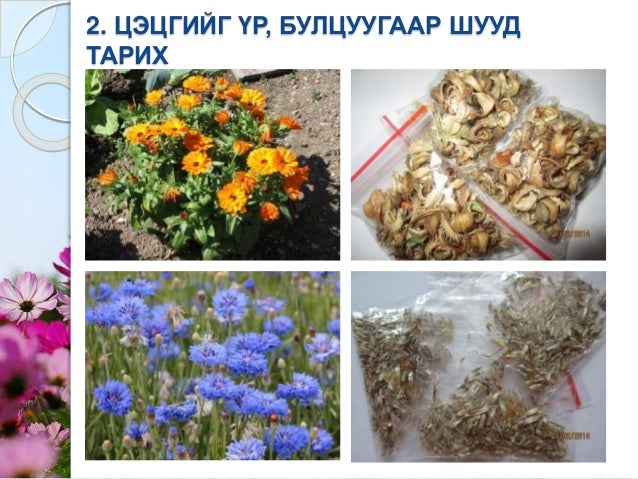 Мандлын цэцэг үрээр тарих арга