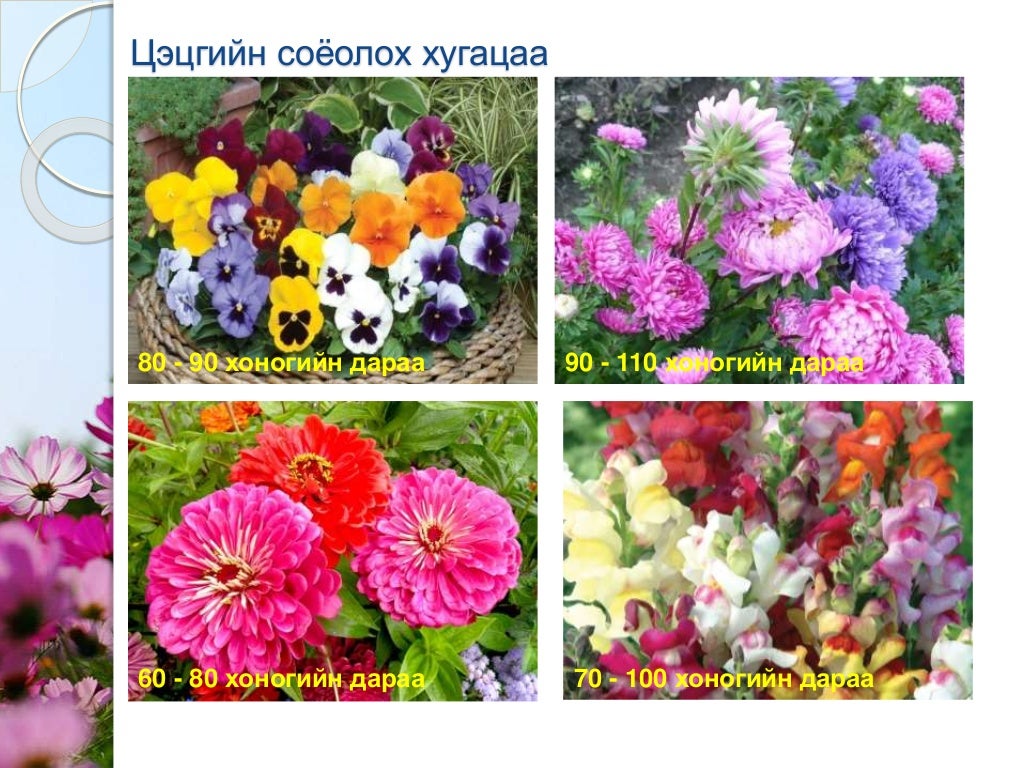 Мандлын цэцэг үрээр тарих арга